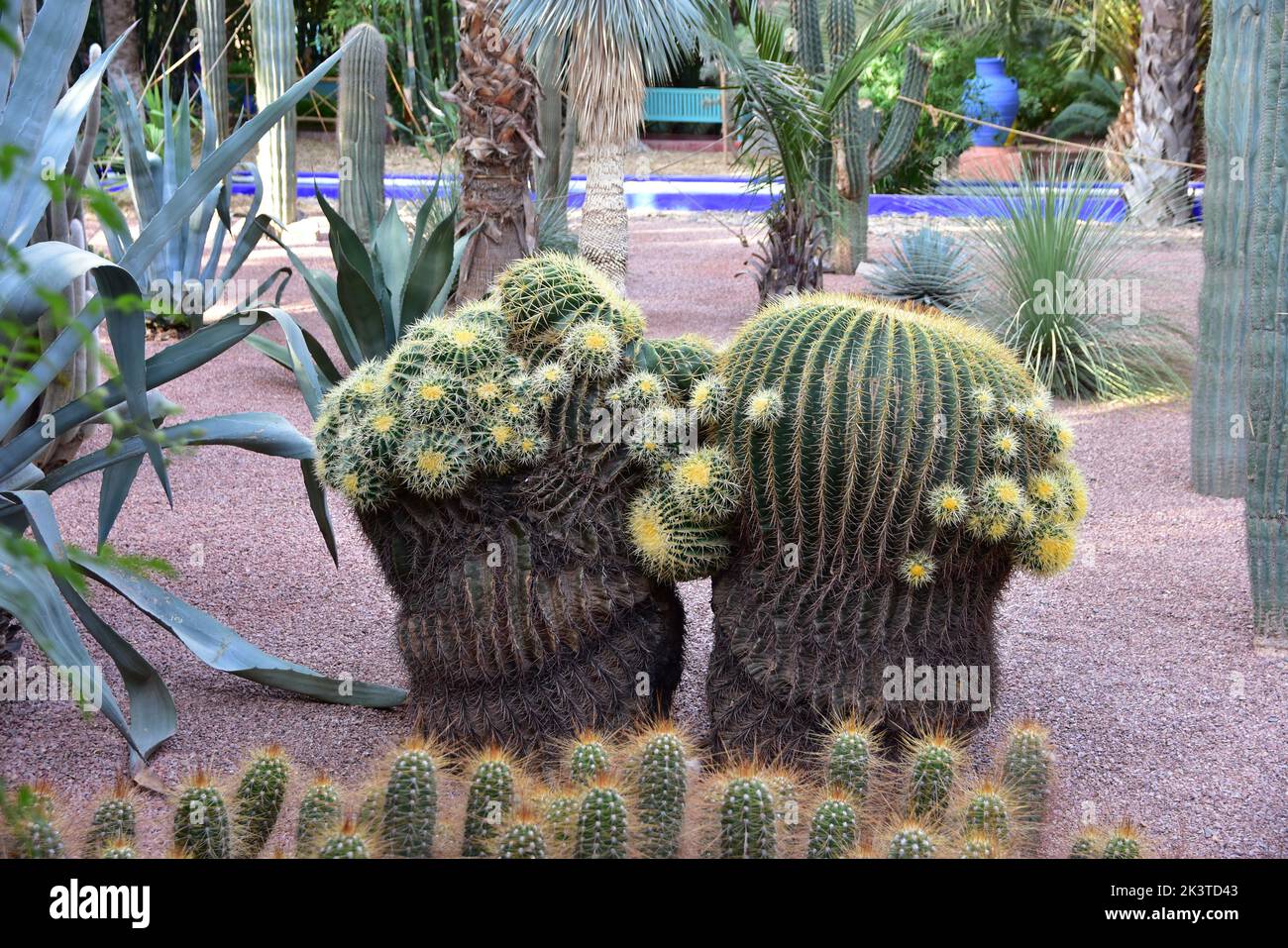 Cactus setup hi-res stock photography and images - Alamy