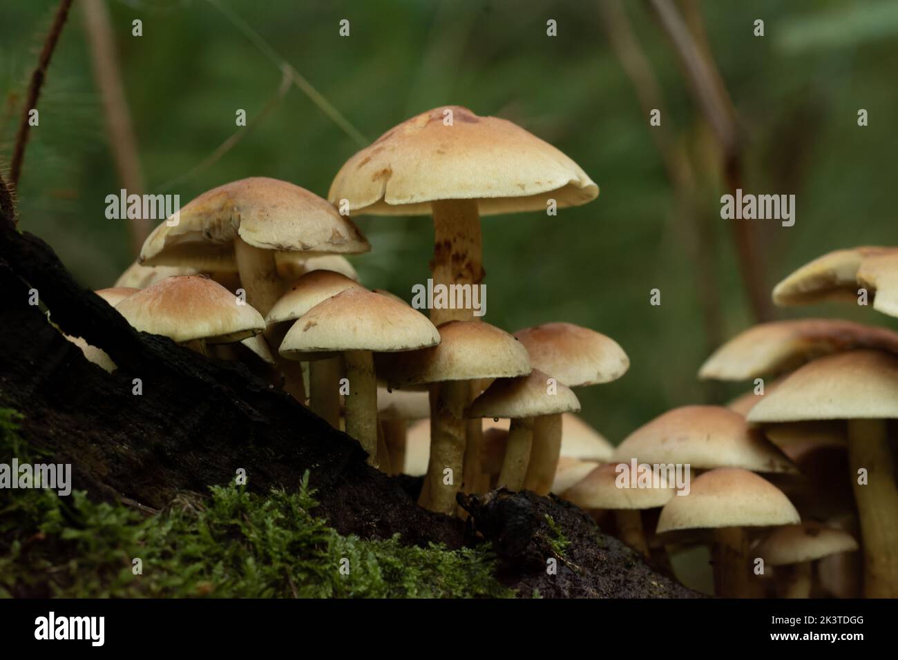 beautiful mushroom in the forest Stock Photo - Alamy