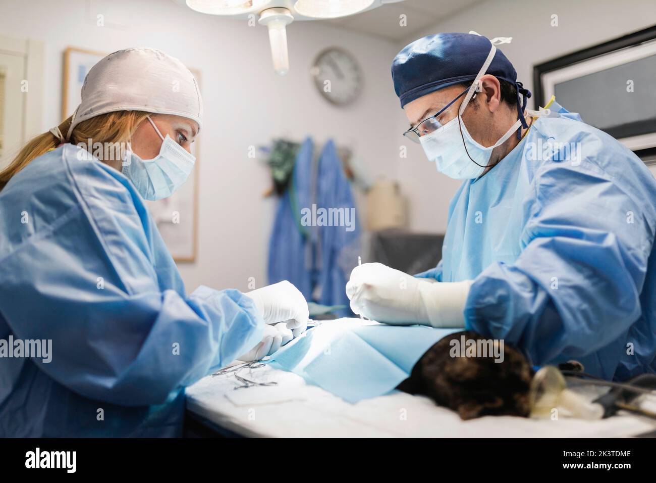 Doctors in uniforms operating cat with breathing machine at table in ...