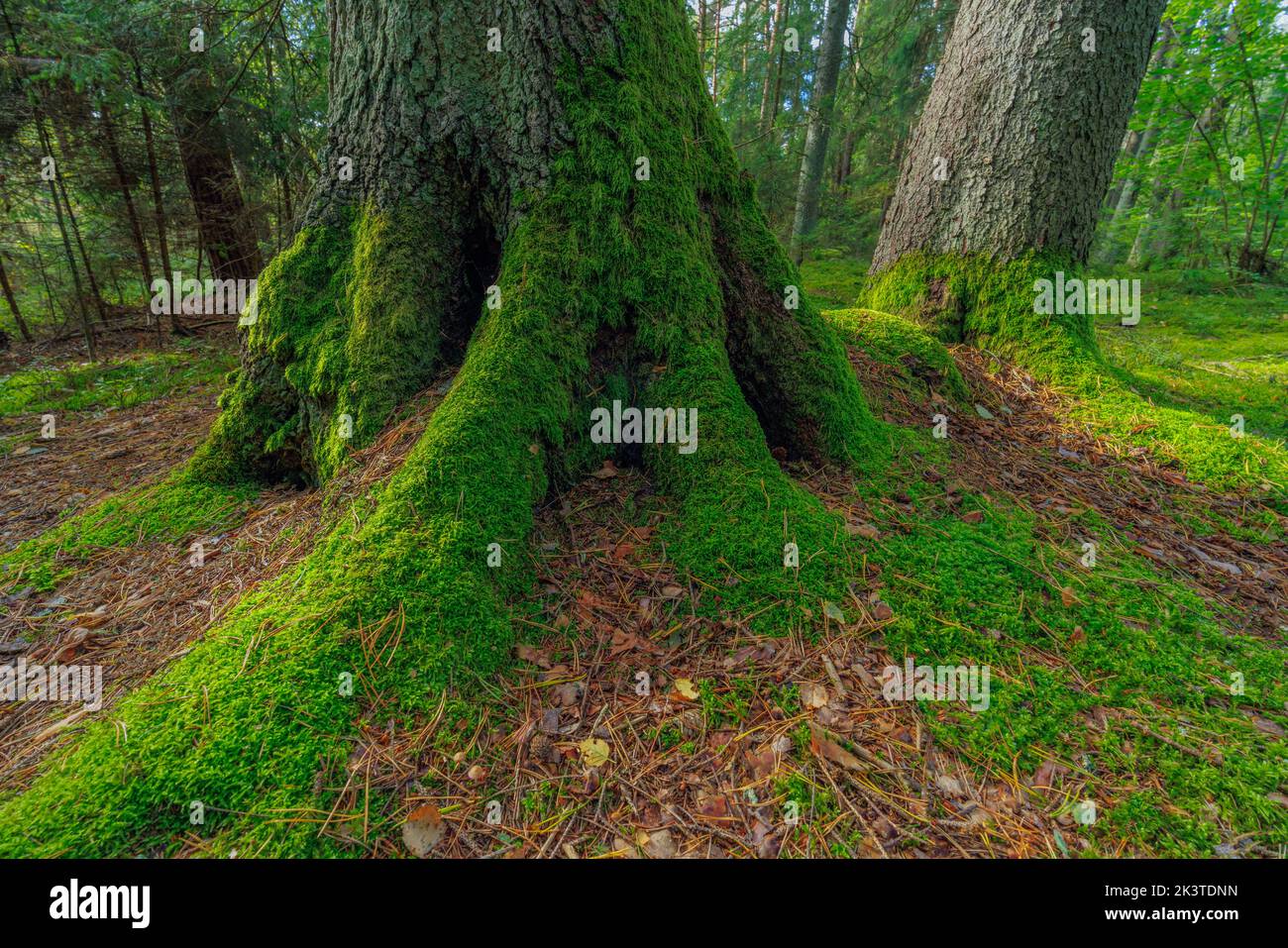 The green roots of a tree in the forest Stock Photo - Alamy