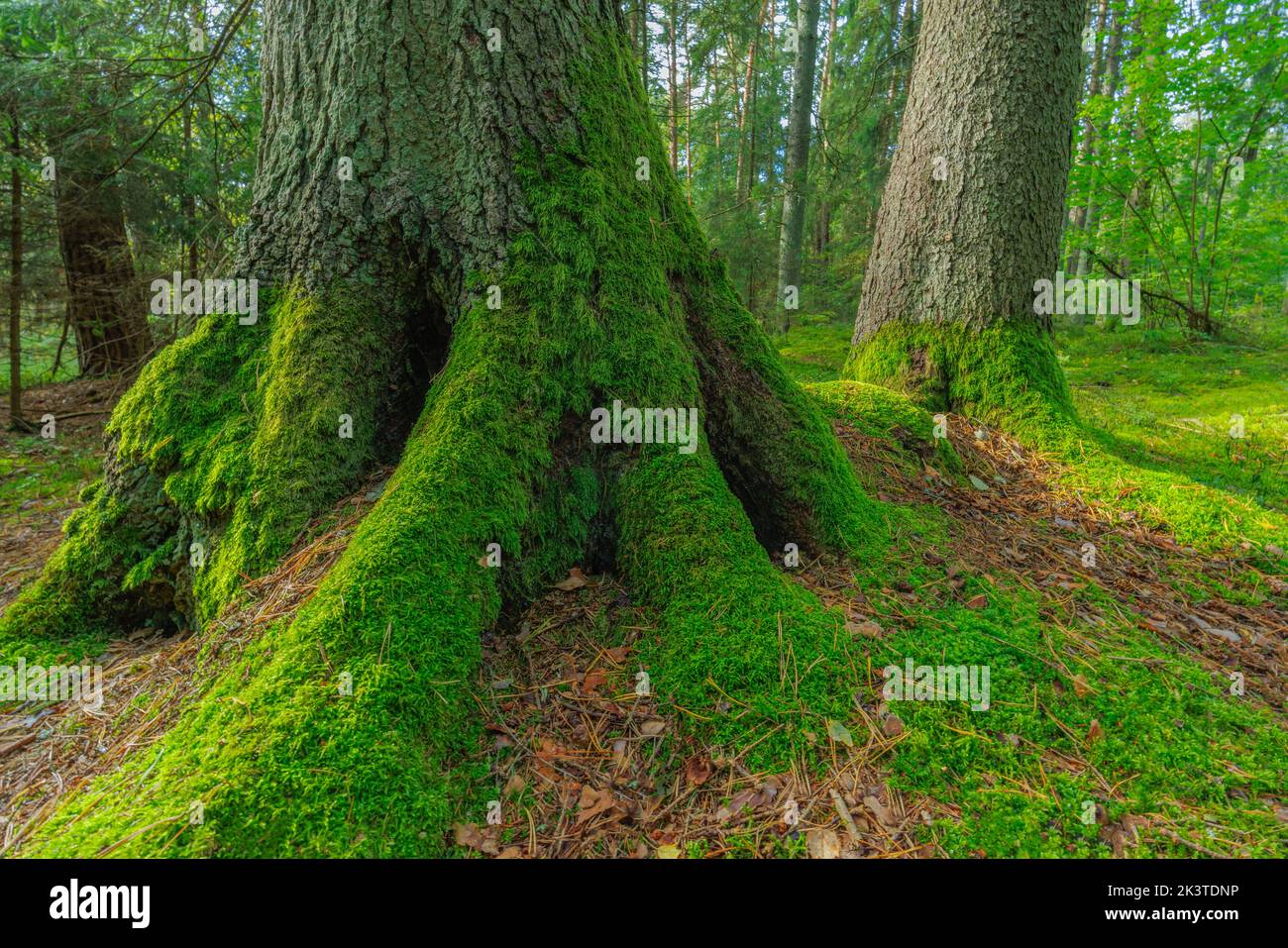 The green roots of a tree in the forest Stock Photo - Alamy
