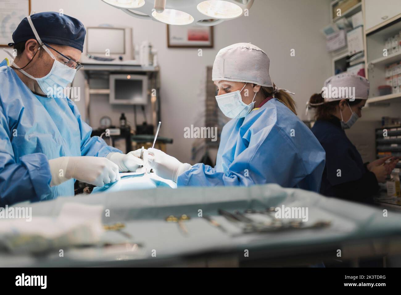 Side view of veterinarians in uniforms and masks operating pet in ...