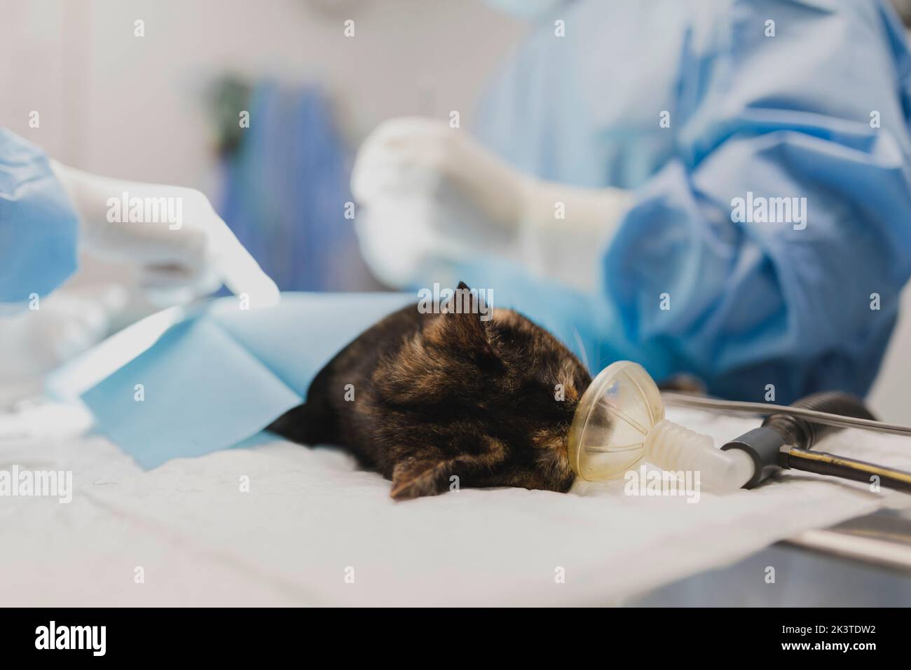 Side view of crop doctors in uniforms operating pet with breathing mask ...