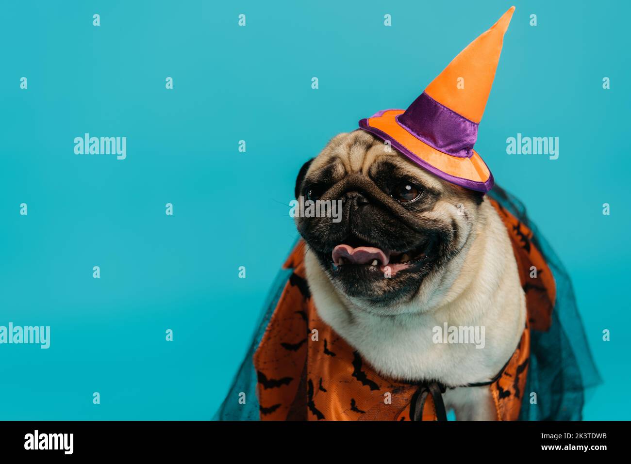 purebred pug dog in halloween cloak and pointed hat isolated on blue ...