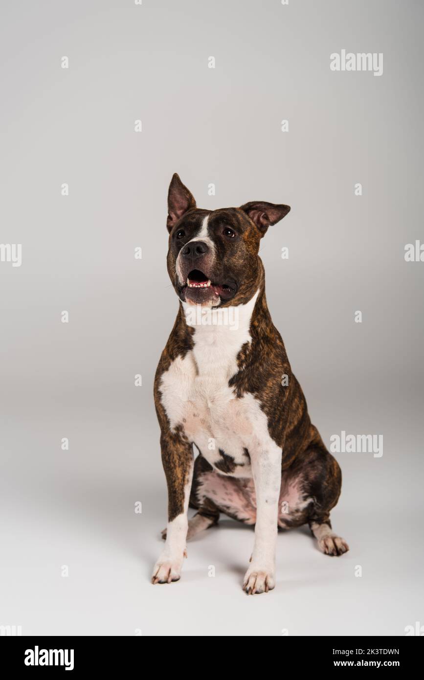 Grey staffordshire bull terrier hi-res stock photography and images - Alamy