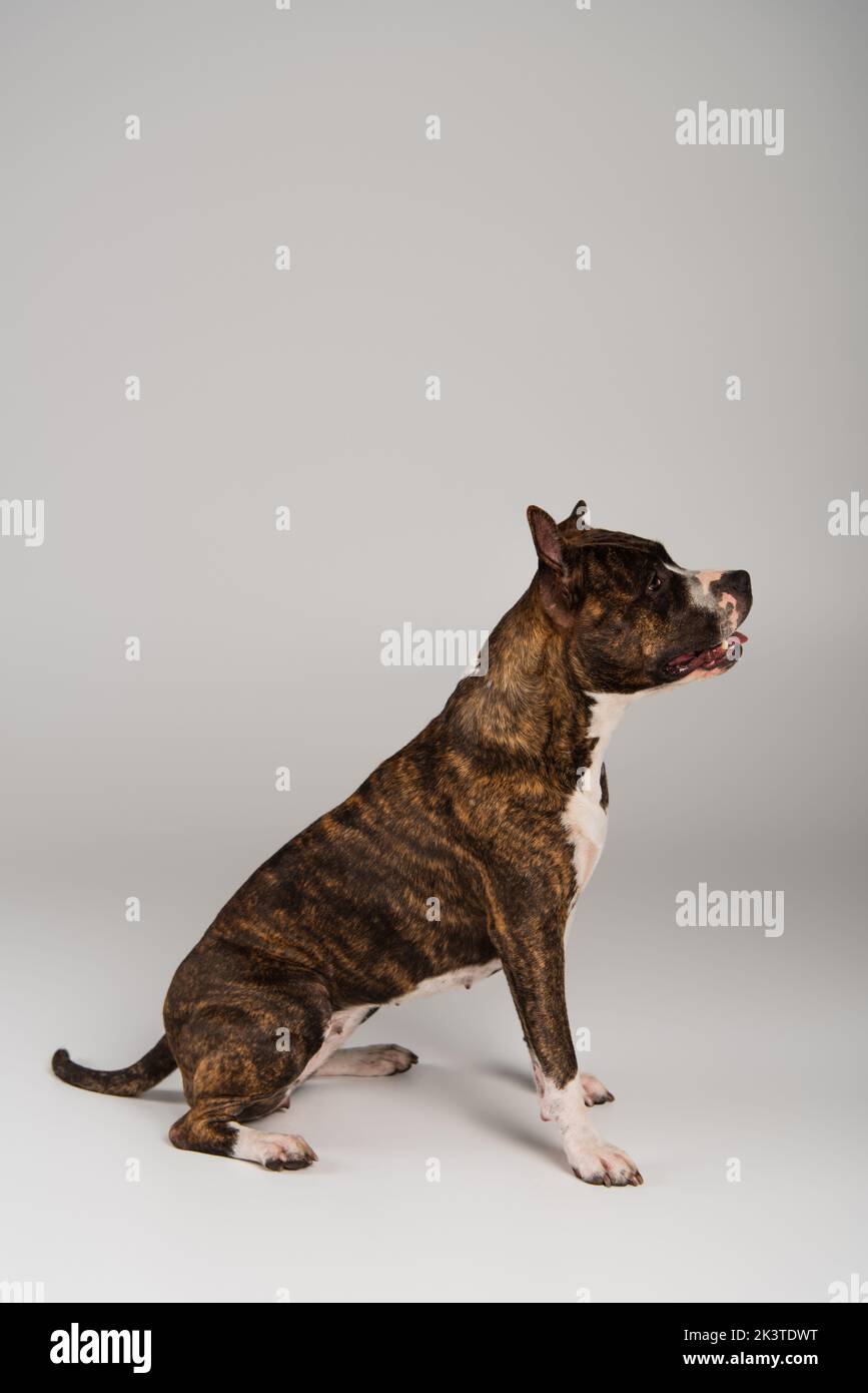 side view of purebred staffordshire bull terrier sitting on grey,stock ...