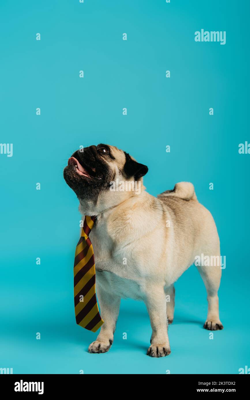 stylish pug dog in striped tie sticking out tongue and standing on blue ...