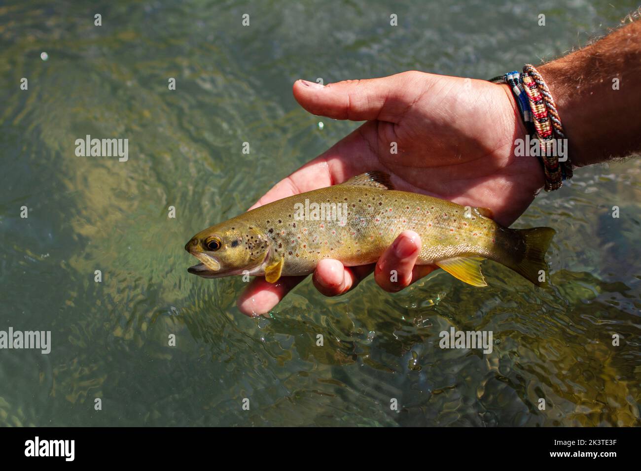 Anonymous fisherman man with a fish in hand into a mountain river Stock ...