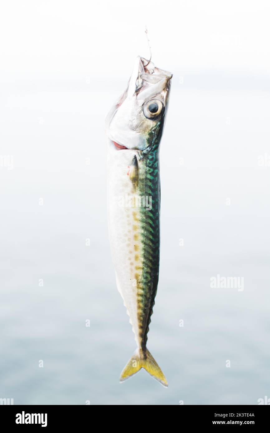 Side view of fresh small shiny mackerel on hook on fishing line under ...