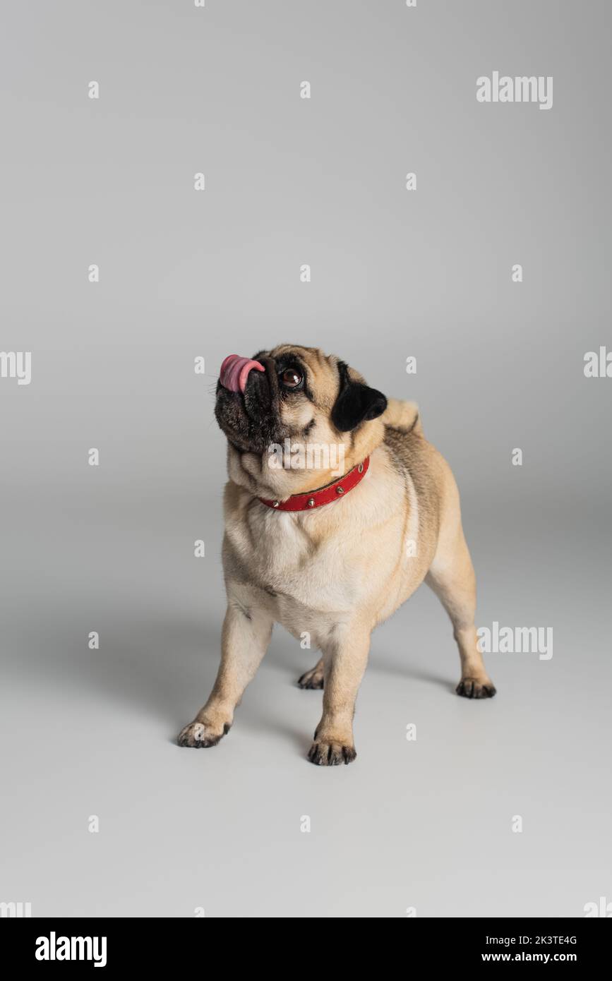 purebred pug dog in red collar looking away and sticking out tongue on ...