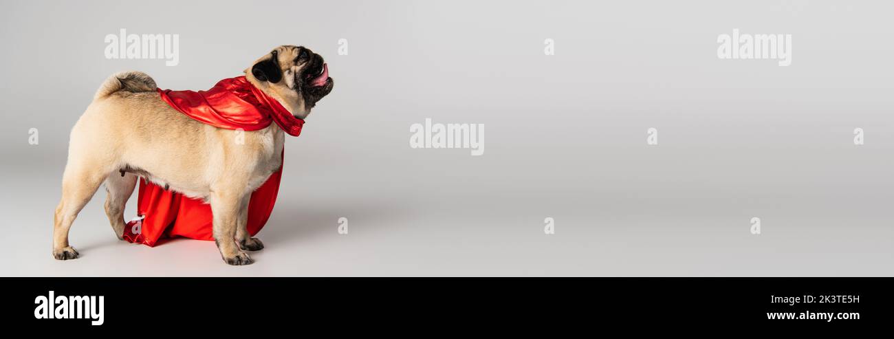 side view of purebred pug dog in red superhero cape standing on grey ...