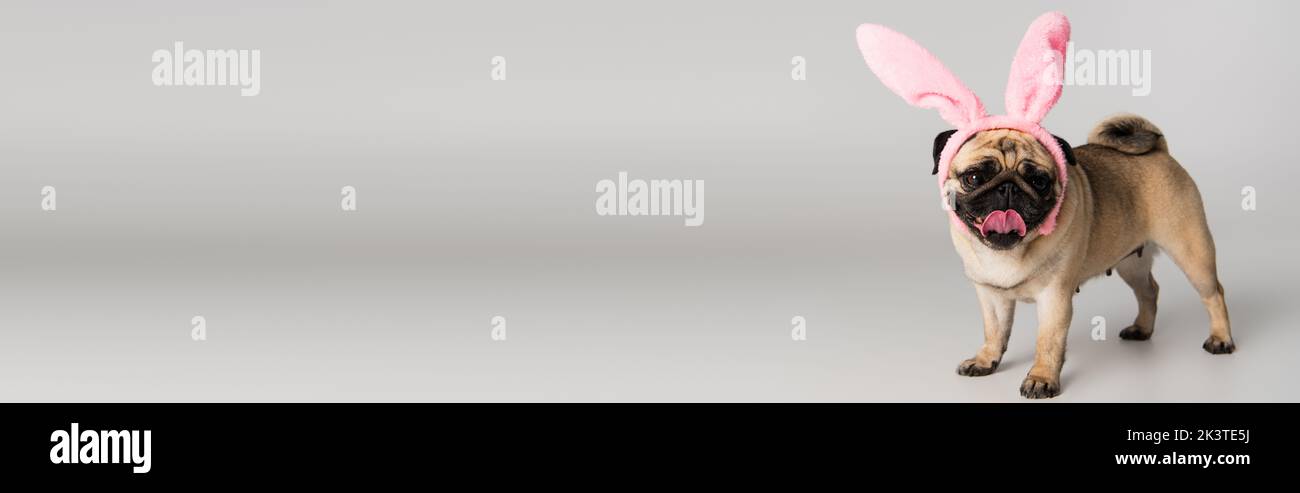 cute pug dog in pink headband with bunny ears standing on grey ...