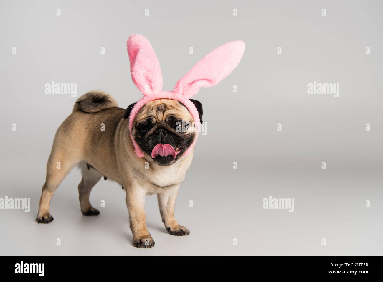 cute pug dog in pink headband with bunny ears standing on grey ...