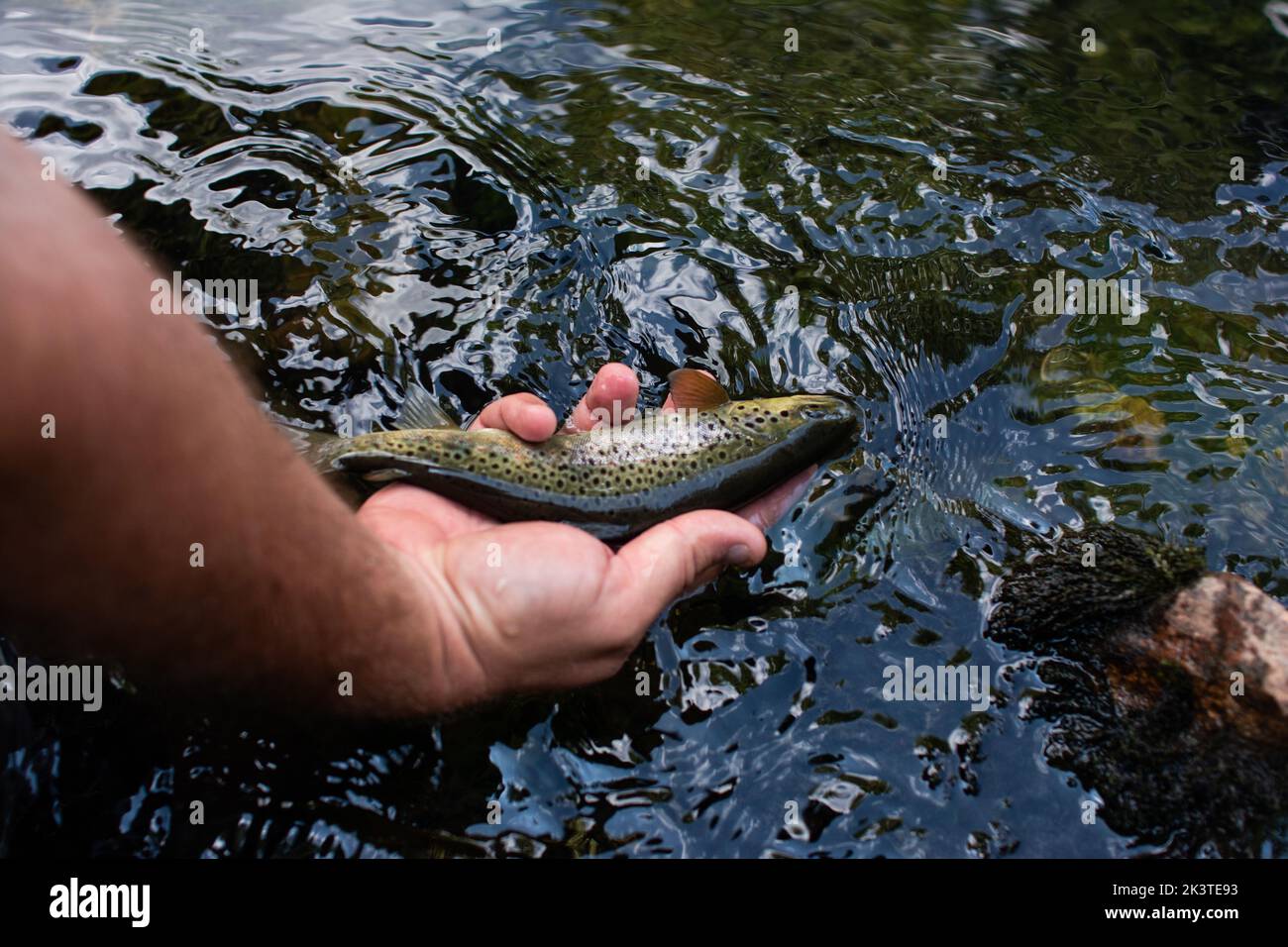 Anonymous fisherman man with a fish in hand into a mountain river Stock ...