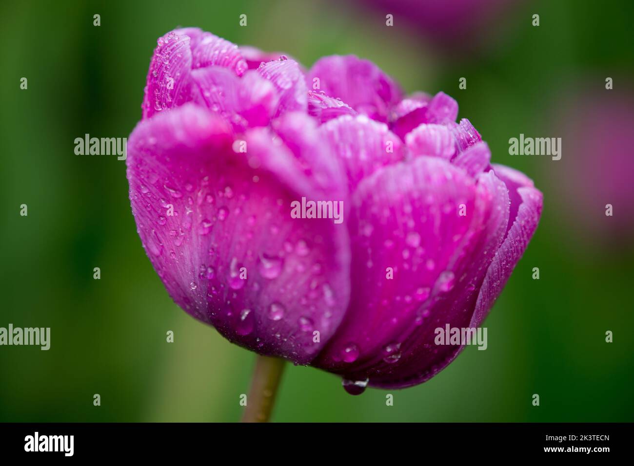 Macro , close-up of water drops on pink tulips at the Canadian Tulip ...