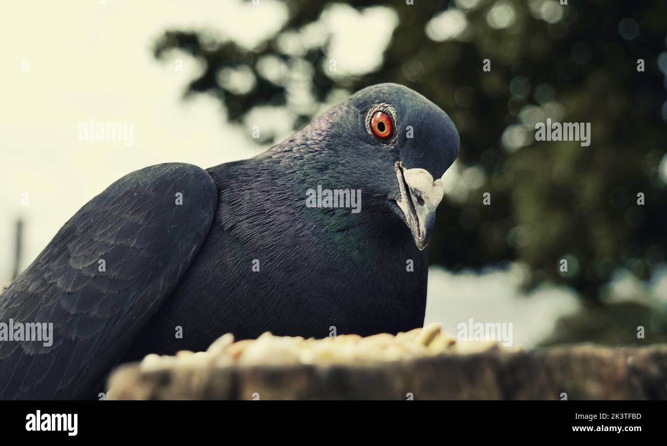 Red eyed pigeon hi-res stock photography and images - Alamy