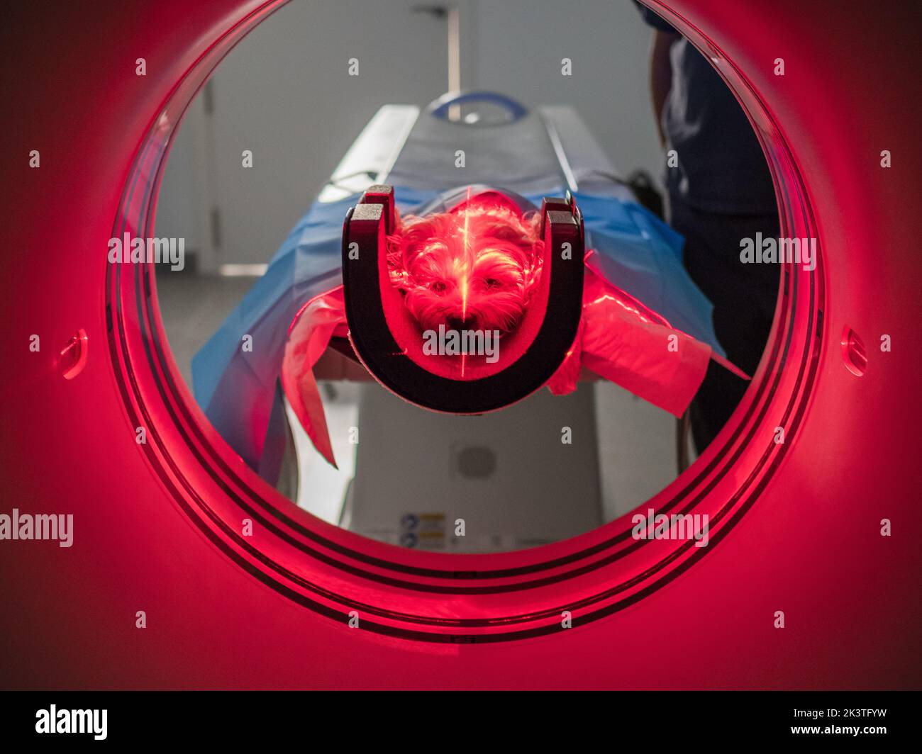 Dog being in veterinary clinic hi-res stock photography and images - Alamy