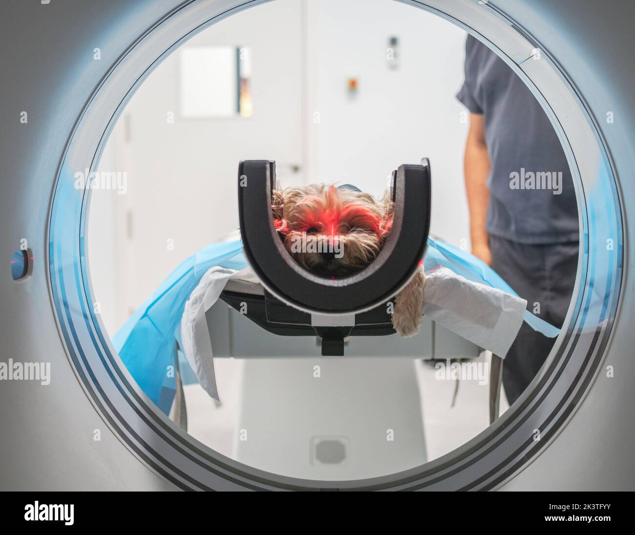 Dog being in veterinary clinic hi-res stock photography and images - Alamy