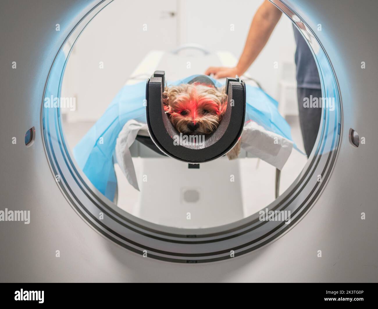 Dog being in veterinary clinic hi-res stock photography and images - Alamy