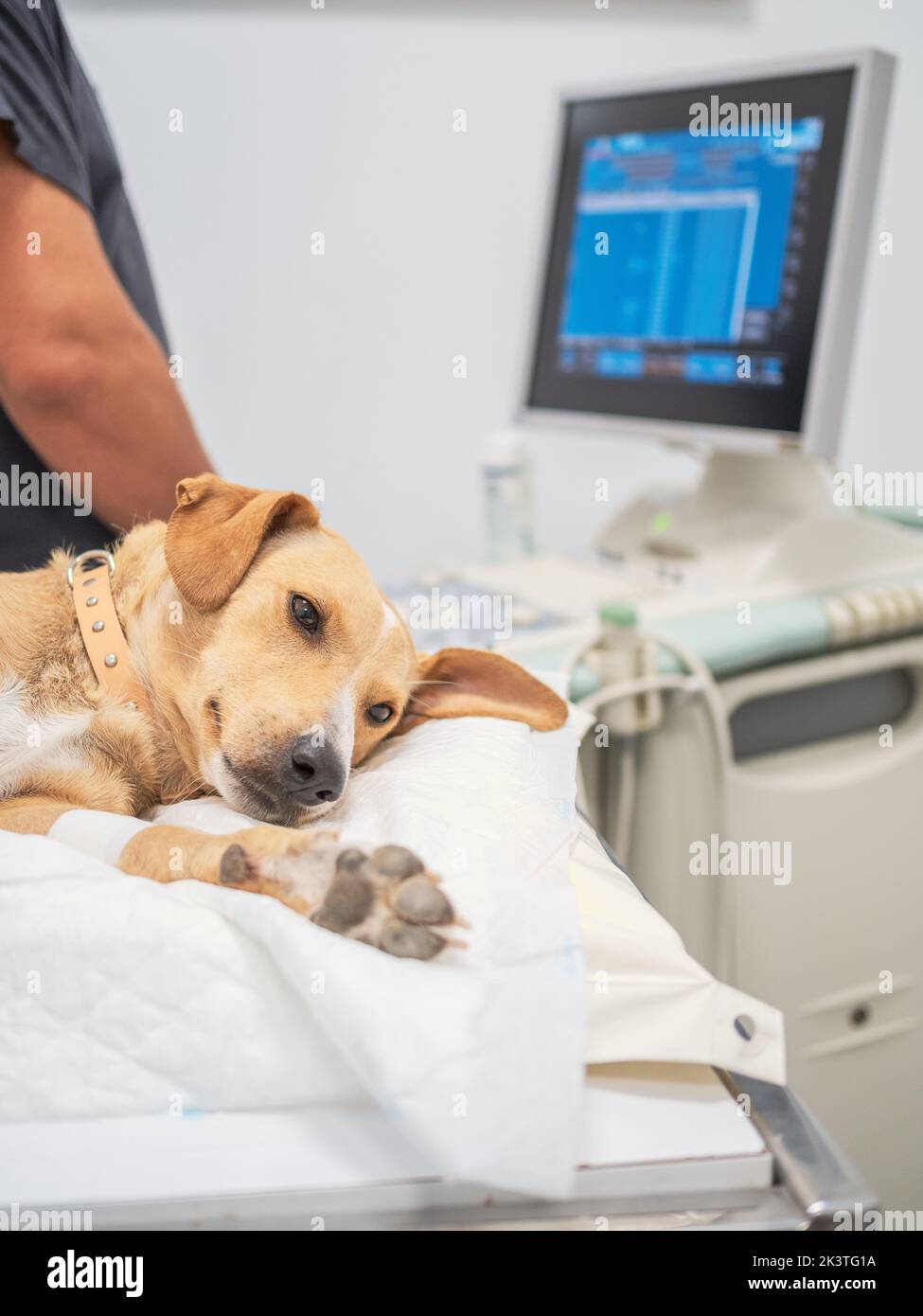 Doctor examine pet scan hi-res stock photography and images - Alamy
