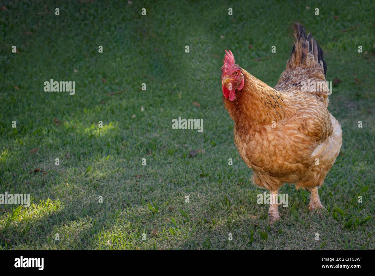 animal welfare in chicken farming where the animals are raised cage ...