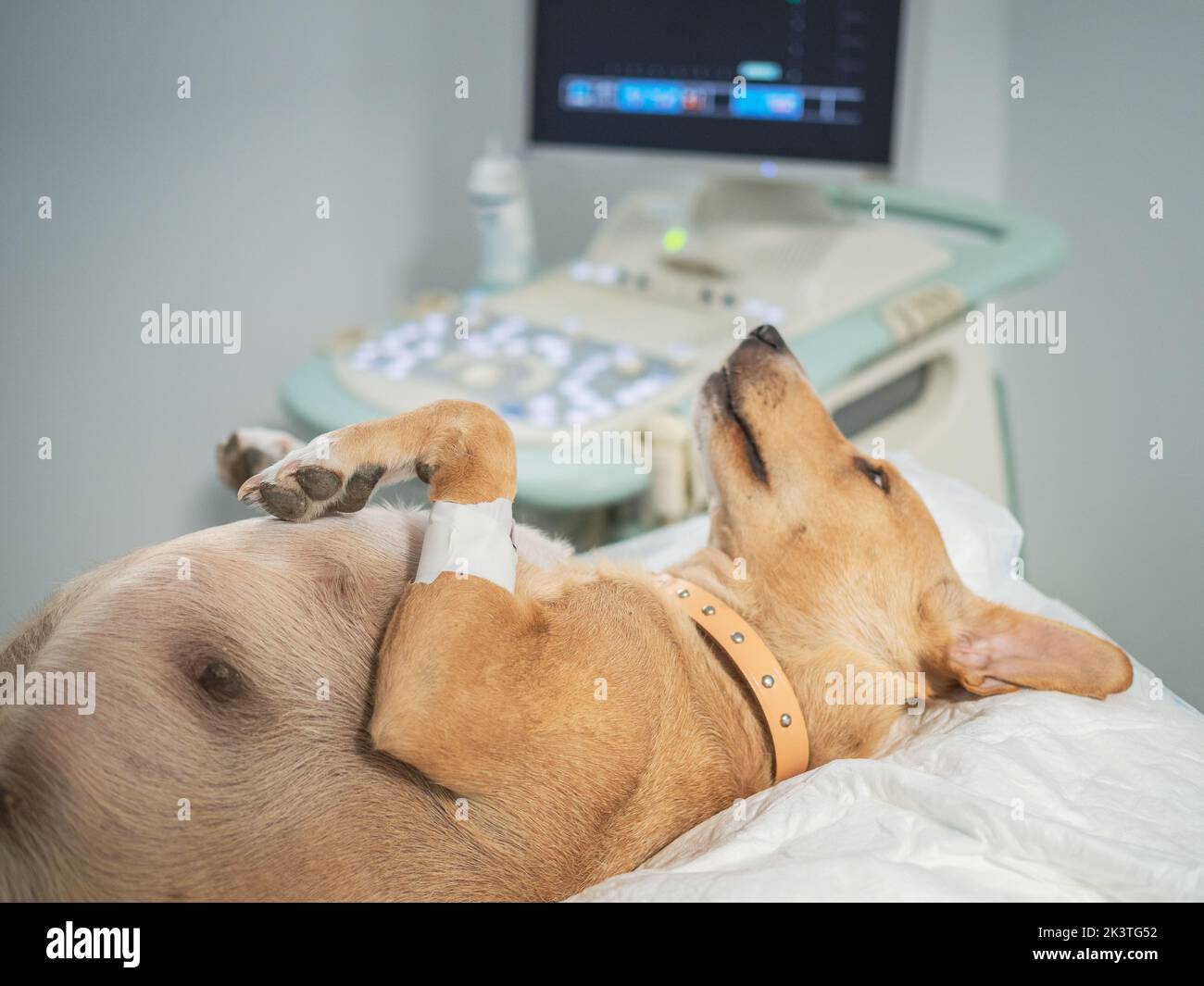 Side view of dog laying down on bed having an abdominal ultrasound ...