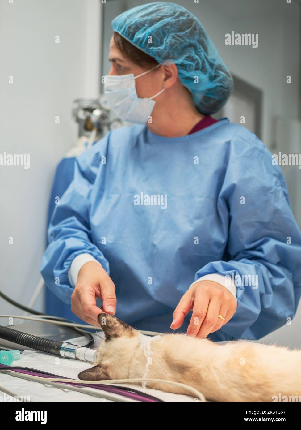 Veterinarian in medical uniform looking away while performing surgery ...