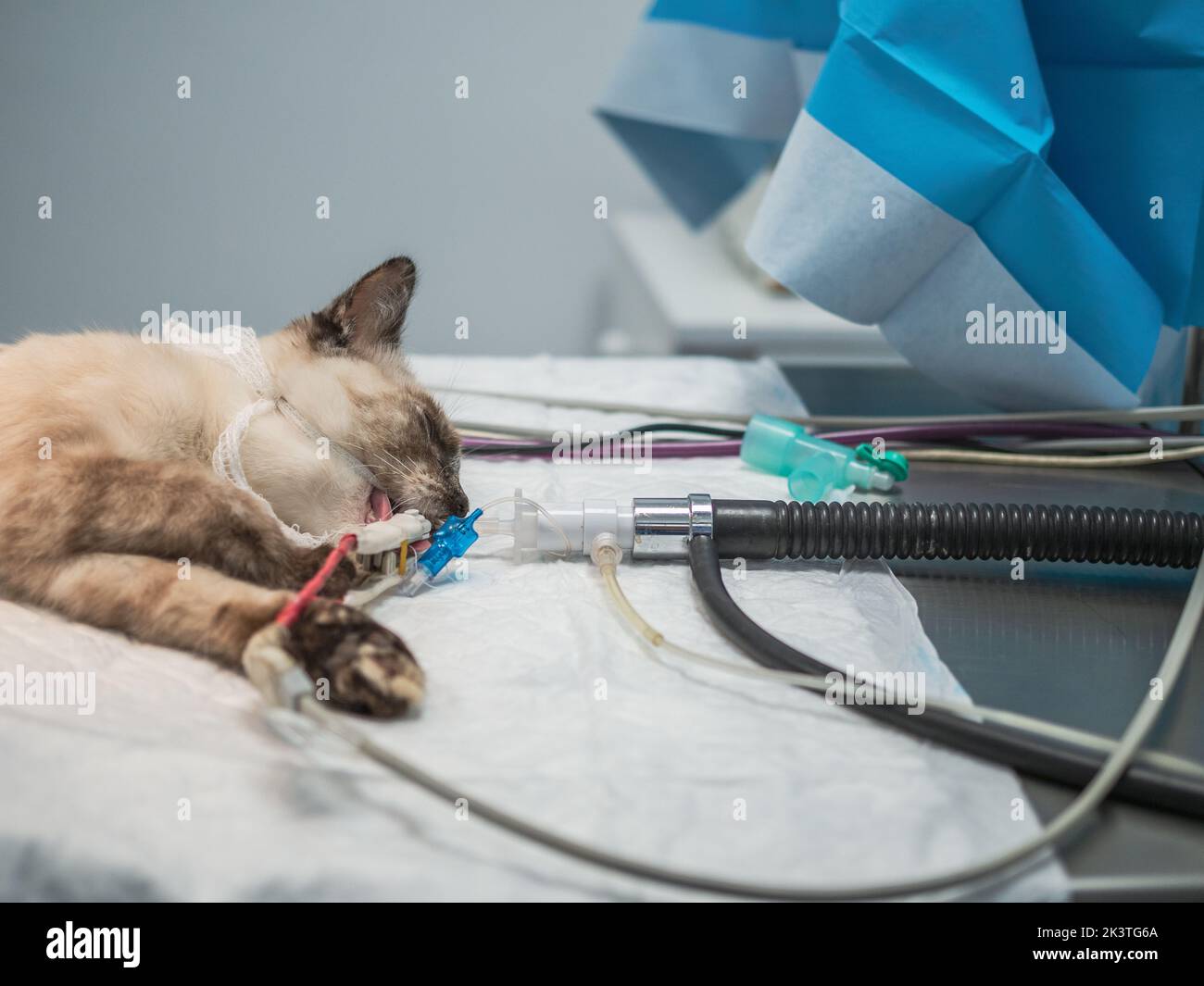 Unconscious cat with breathing tube lying on operating table during ...