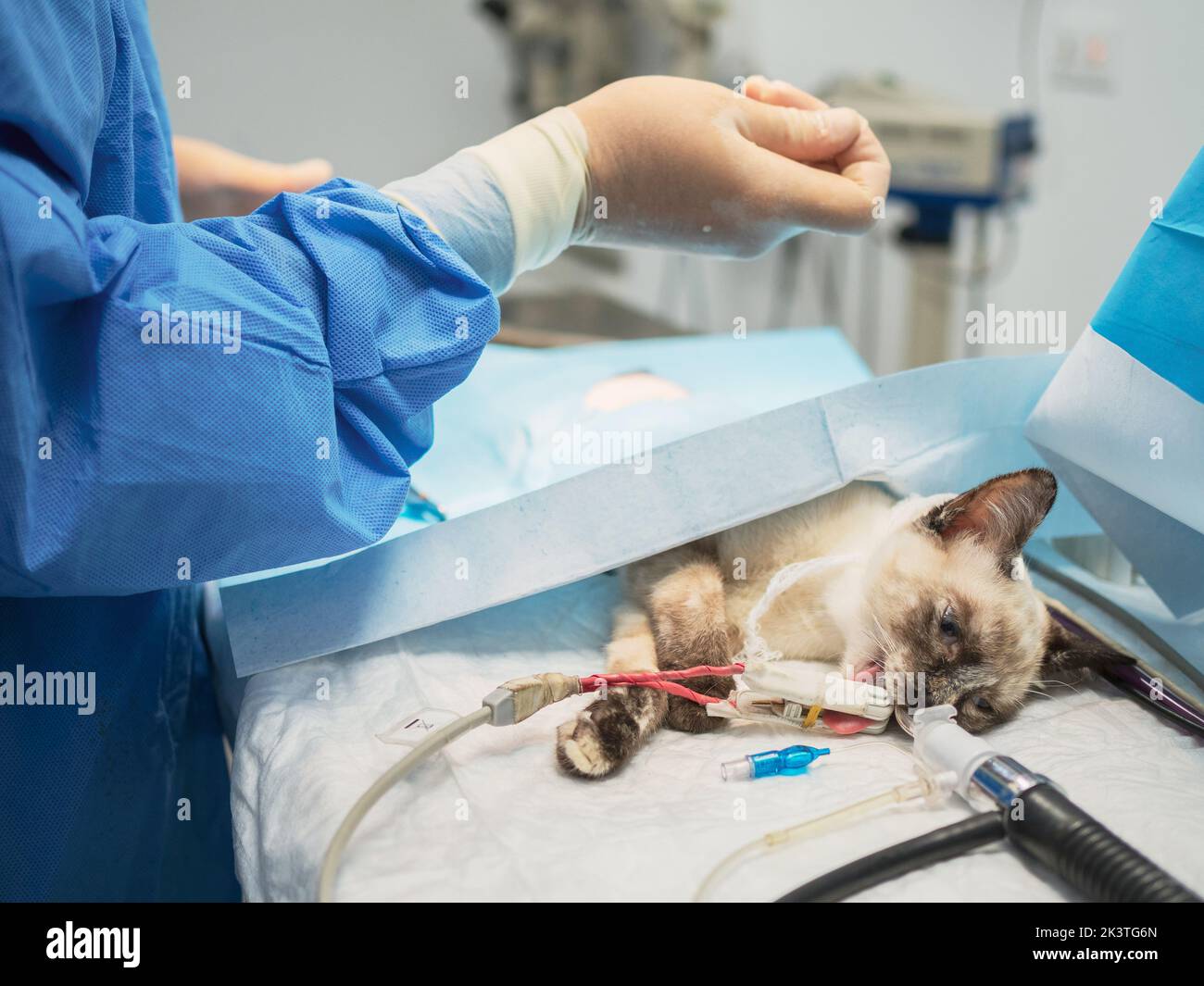 Crop man in medical uniform adjusting latex glove while standing near ...