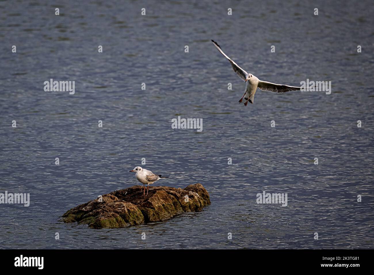 Black headed gulls nest hi-res stock photography and images - Alamy