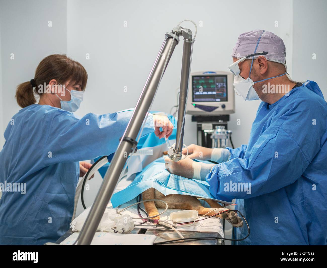 Side view of man and woman in medical uniform performing surgery on dog ...