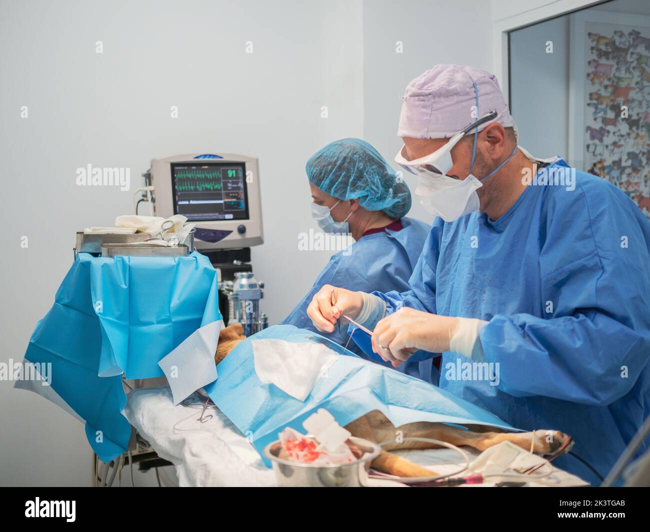 Side view of man and woman in medical uniform performing surgery on dog ...