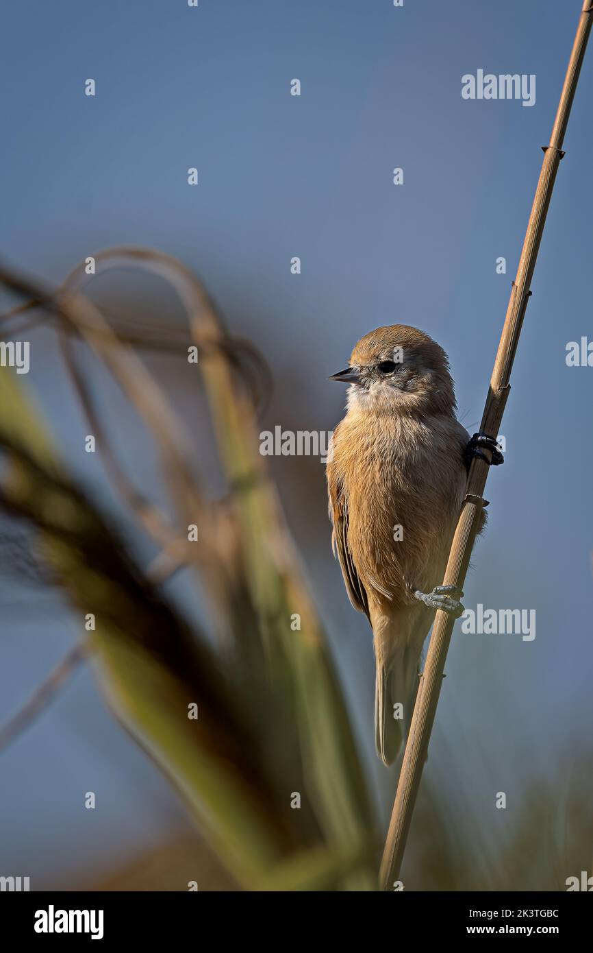 Penduline Tit Juvenile Stock Photo - Alamy