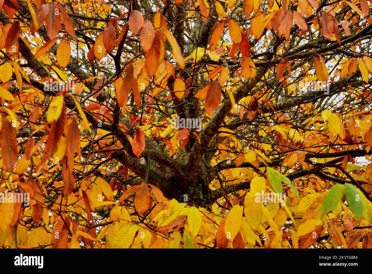 Colour chestnut hi-res stock photography and images - Alamy