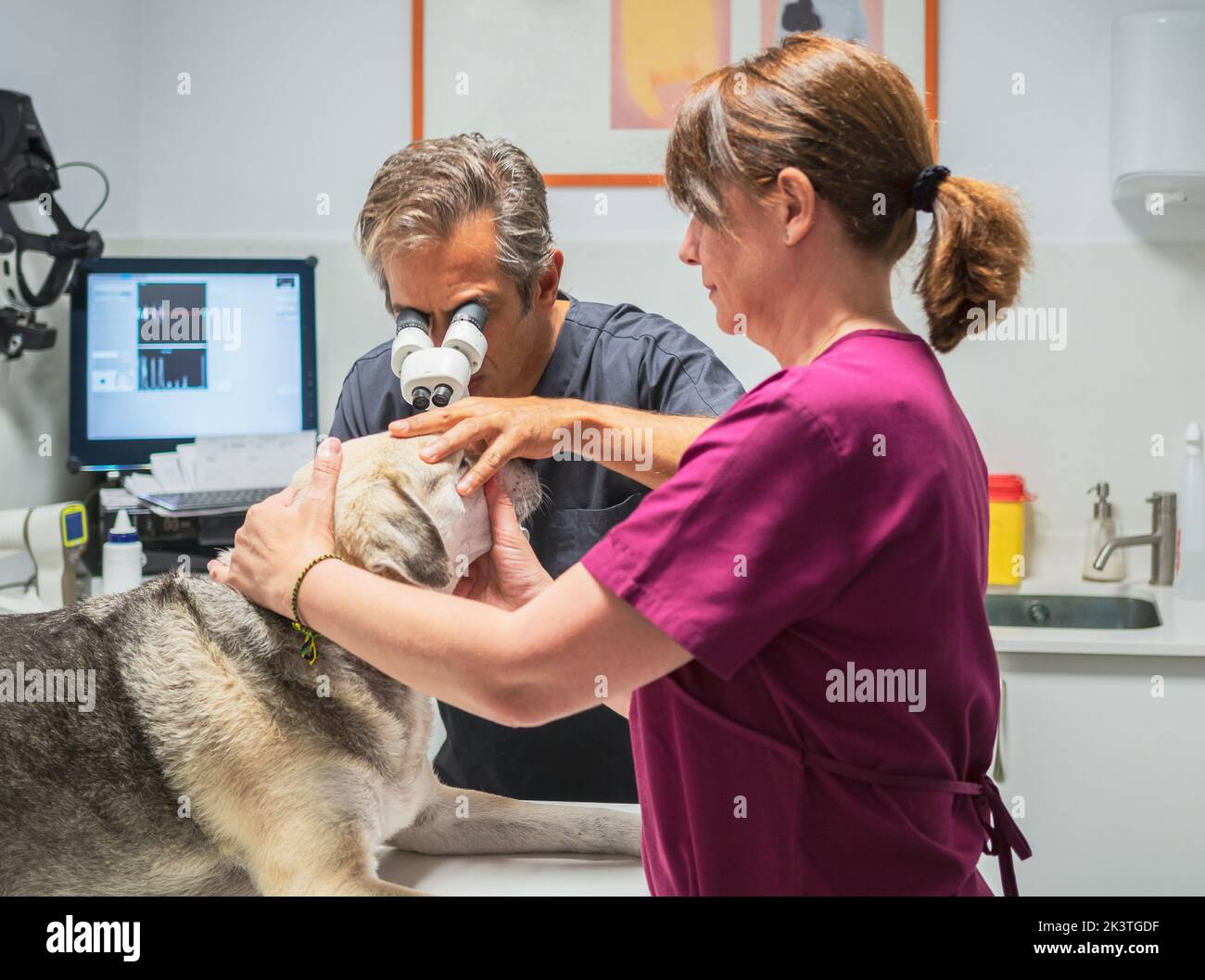 Vet with dog examination side eye hi-res stock photography and images ...