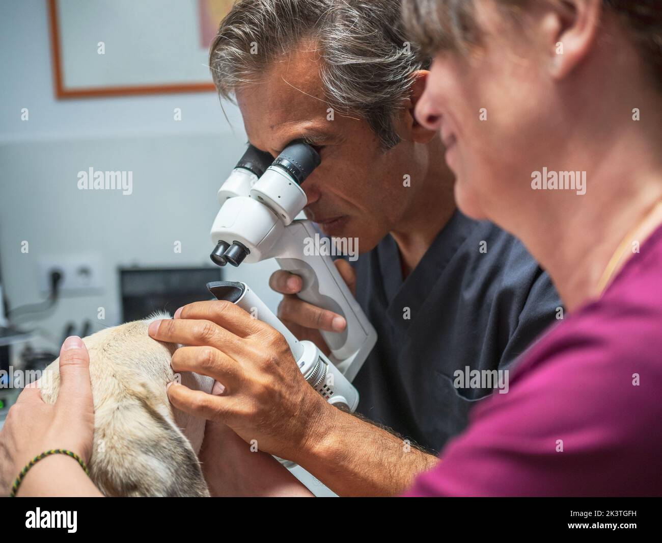 Side view of adult woman holding head of huge dog while veterinarian ...