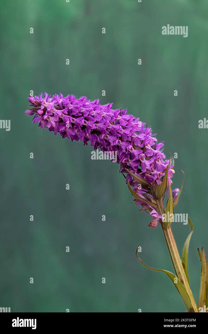 Northern Marsh Orchid Stock Photo - Alamy