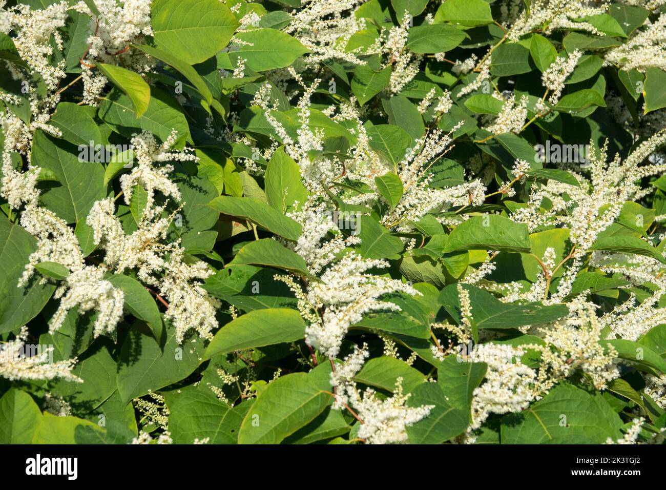 Hardy, Flowers, Flowering, Fallopia, Japanese Knotweed, Asian Knotweed ...