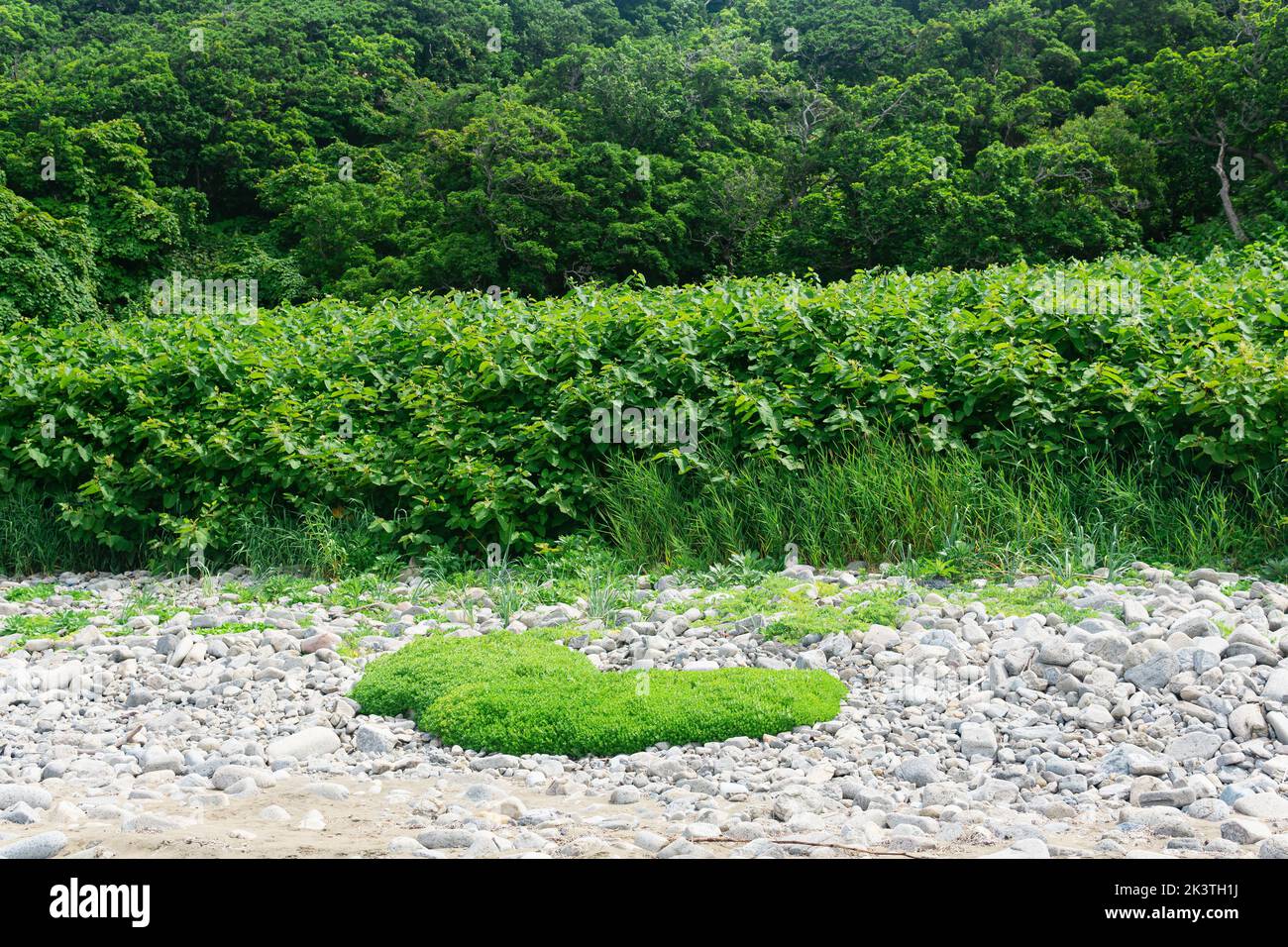 landscape with coastal vegetation, grass, bushes and trees behind a ...