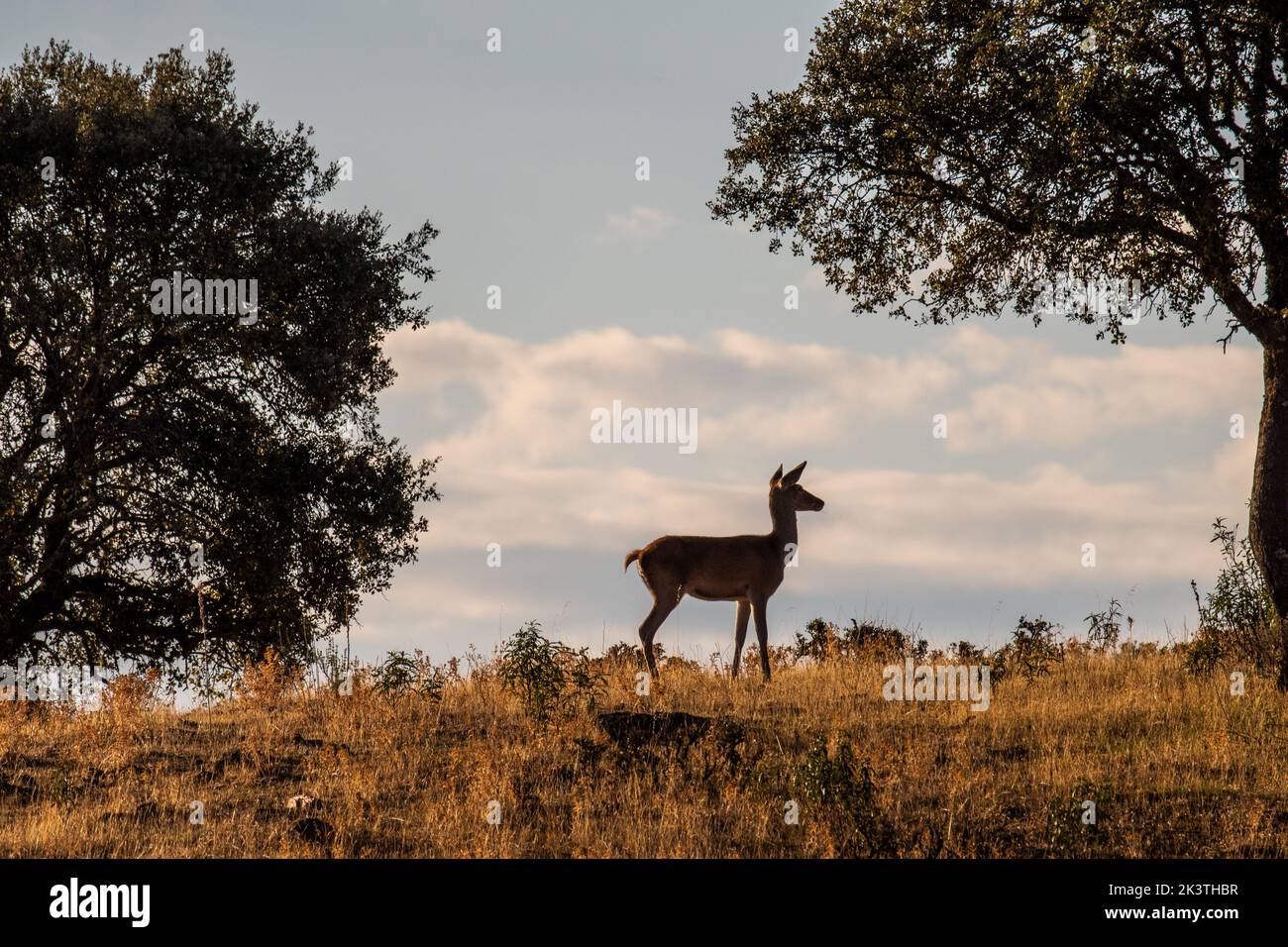 A red deer hind is seen during rutting season in Monfrague National ...