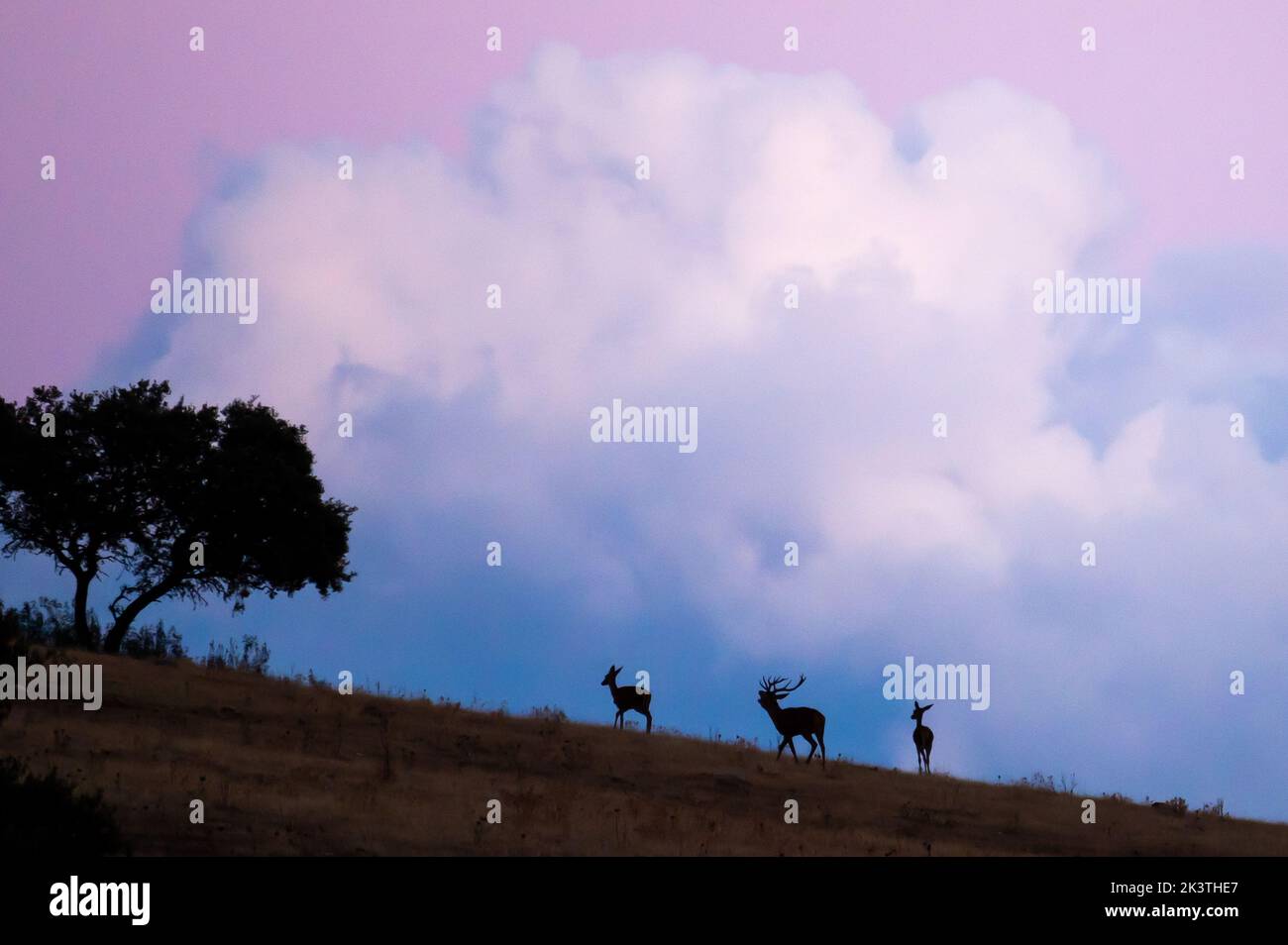 A red deer stag roars at sunset near two hinds during rutting season in ...