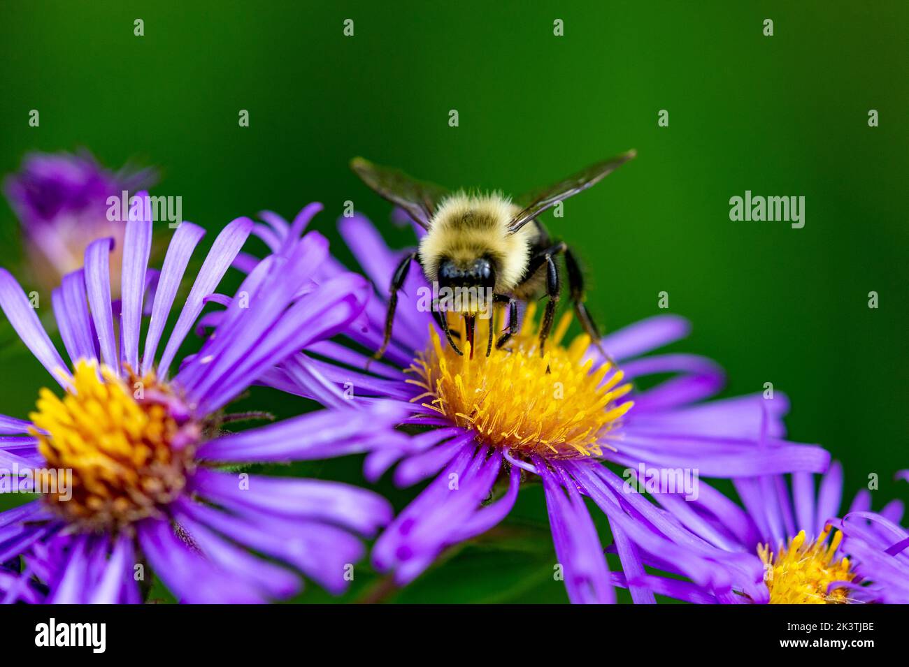 Eristalis hoverfly collecting pollen on an Aspen daisy (Erigeron ...
