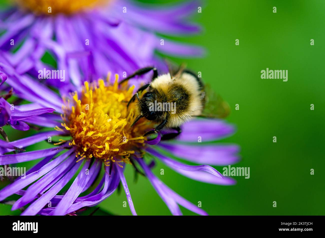 Eristalis hoverfly collecting pollen on an Aspen daisy (Erigeron ...