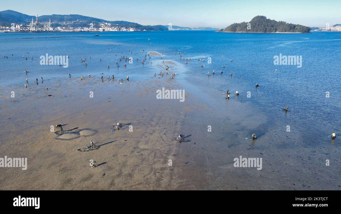 An aerial view of many Shellfish gatherers working on the estuary beach ...
