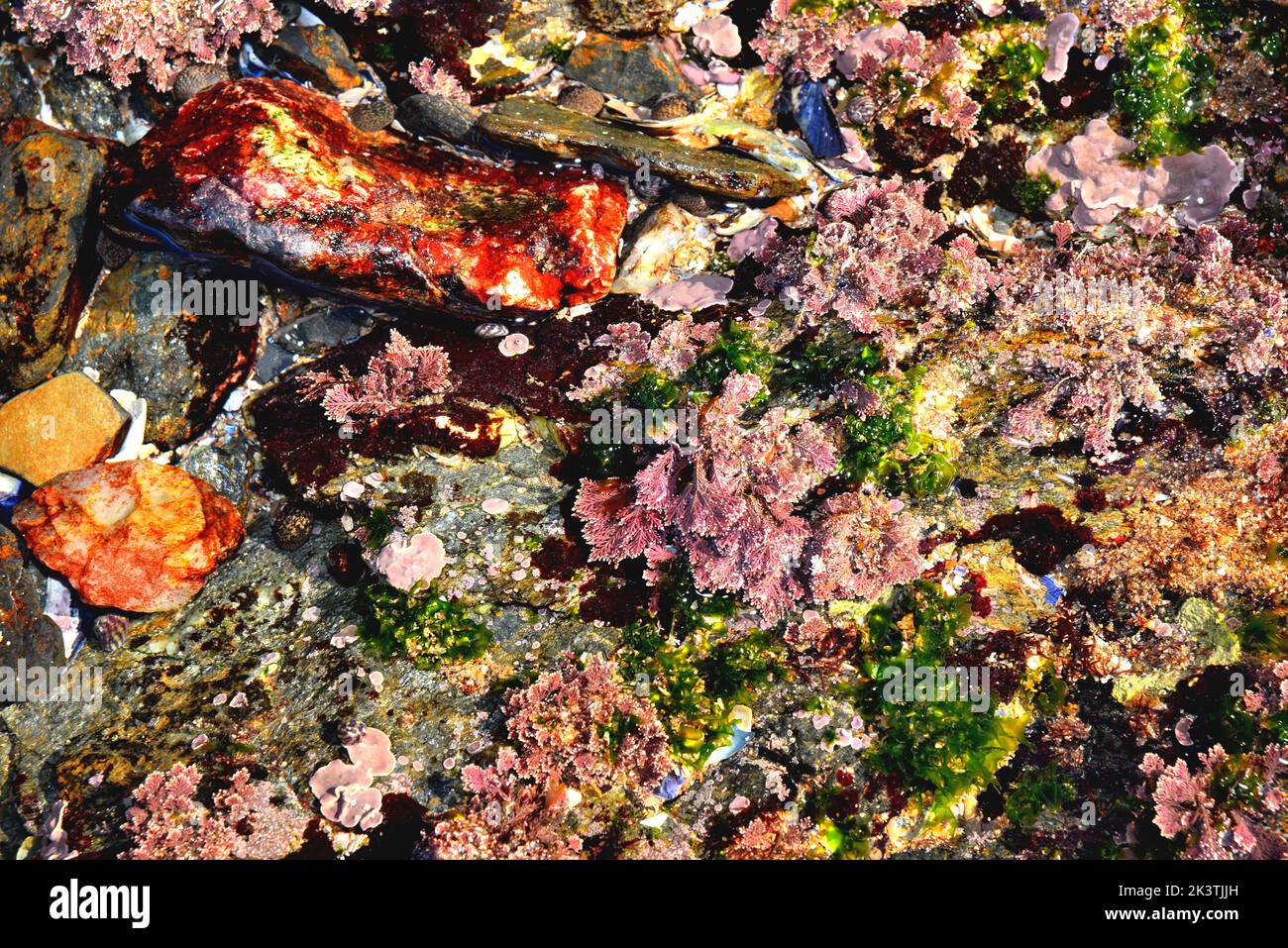 Naturally colored rocks among algae and calcium carbonate in the ocean ...