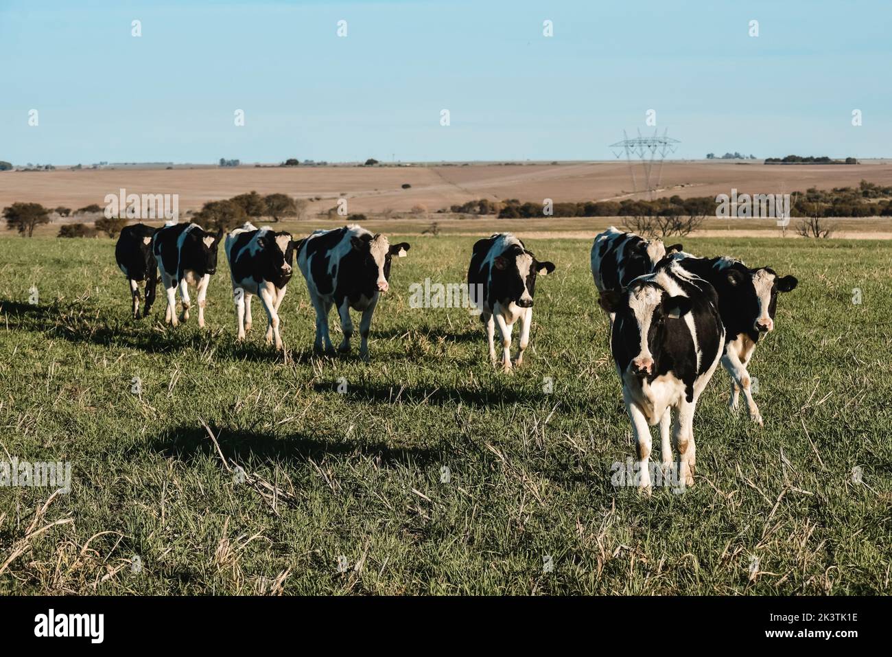 Cows raised with natural pastures, meat production in the Argentine ...