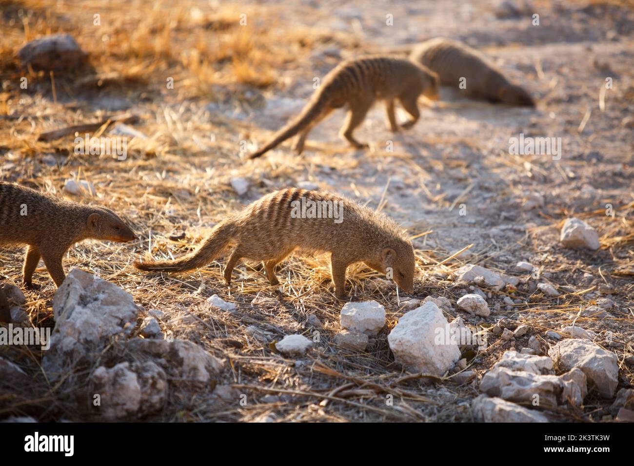 A family of Common Slender Mongoose - focus is on the central mongoose ...