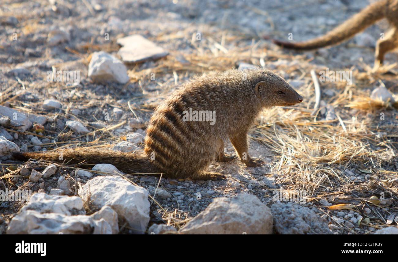 Common Slender Mongoose in the African Bush -Etosha National Park ...