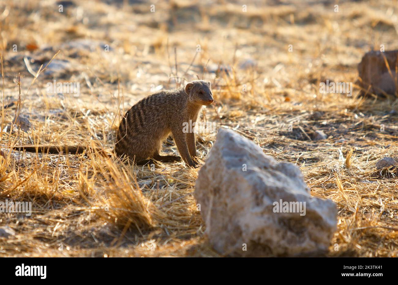 Common Slender Mongoose - Herpestes sanguineus; Sitting near to a rock ...