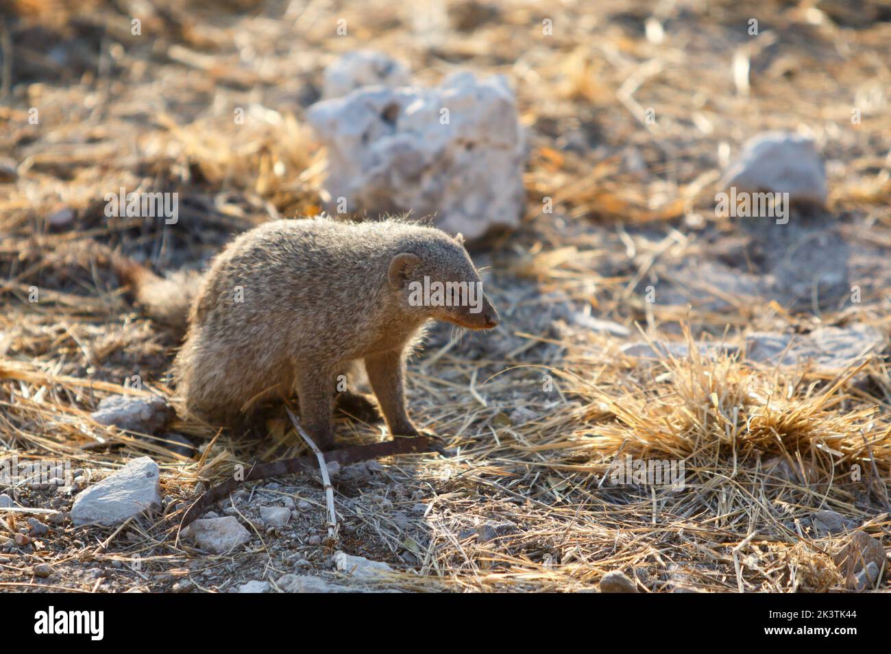 Cute Slender Mongoose visits the local African camp - Okaukeujo, Etosha ...